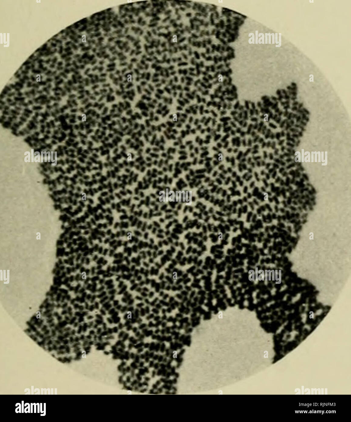 Saccharomyces cerevisi hi-res stock photography and images - Alamy