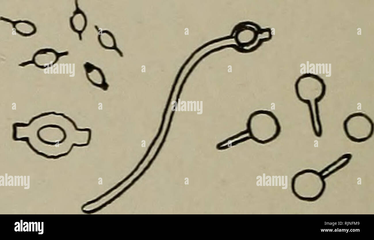 Arthrospore hi-res stock photography and images - Alamy