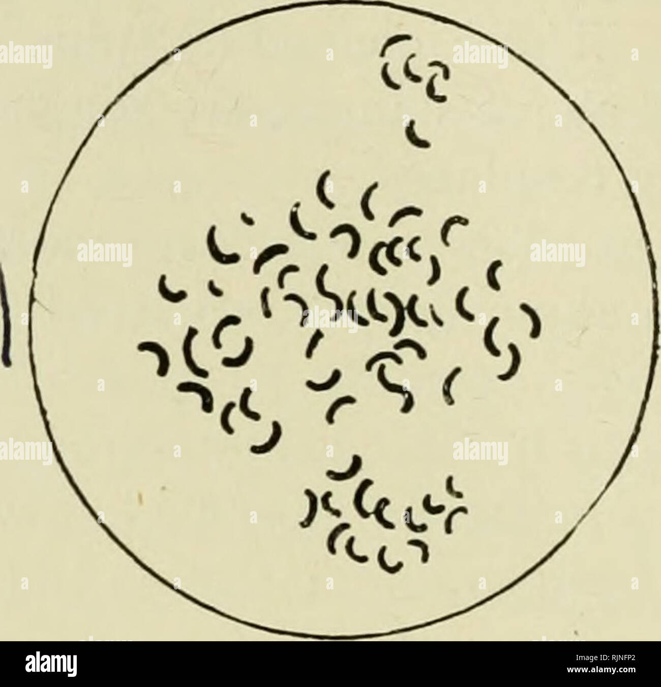 Comma shaped bacteria hi-res stock photography and images - Alamy