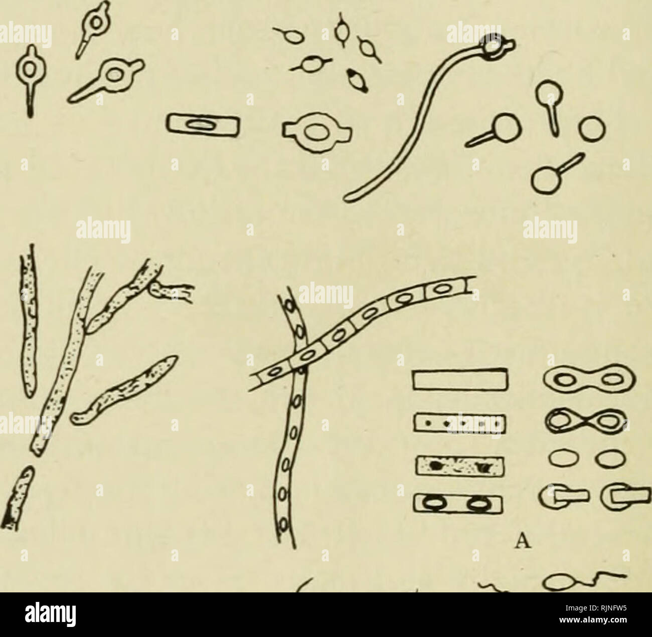 arthrospores function