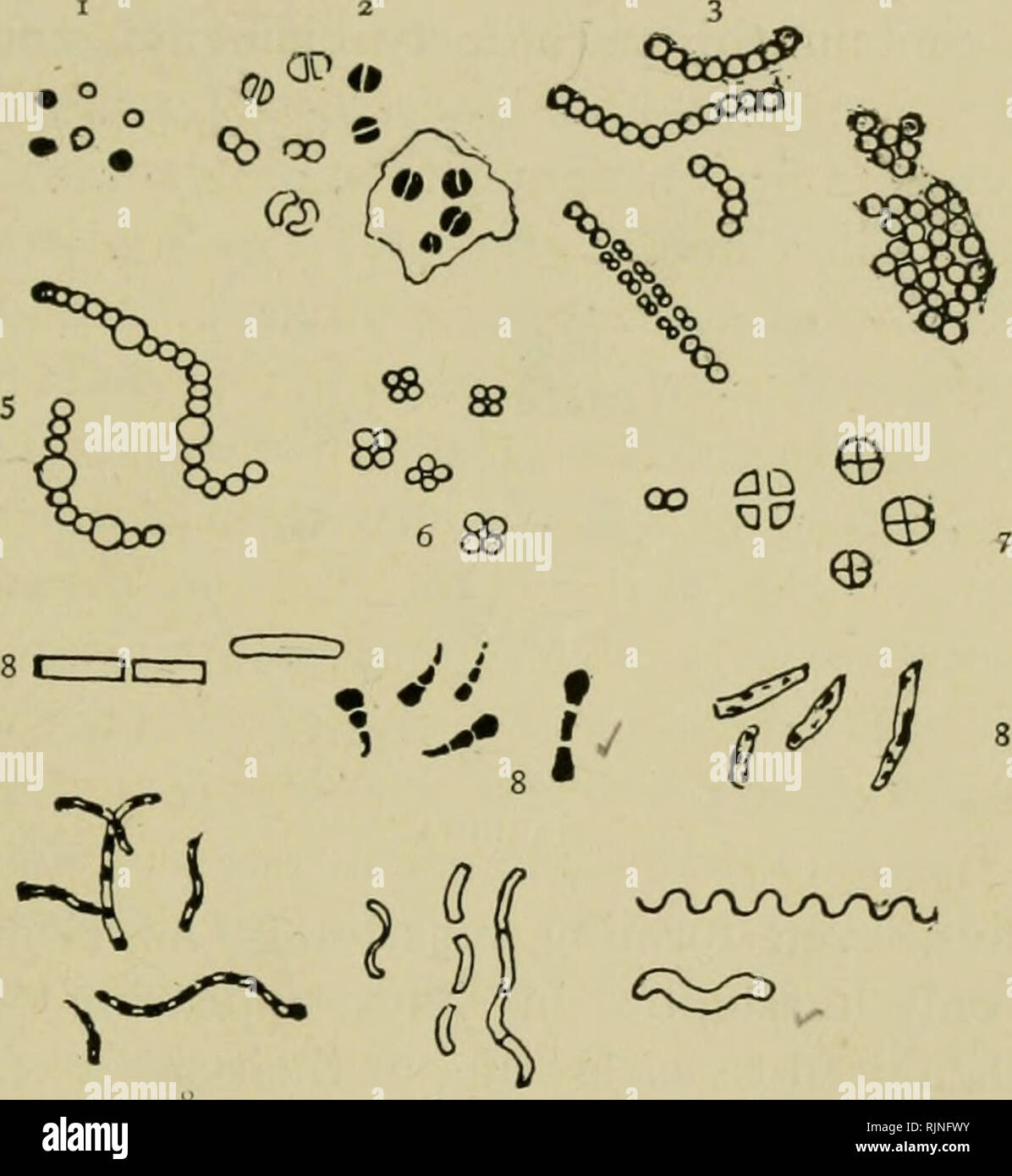 Diplococci Bacteria Poster Bacteria Neisseria Gonorrhoeae Inside