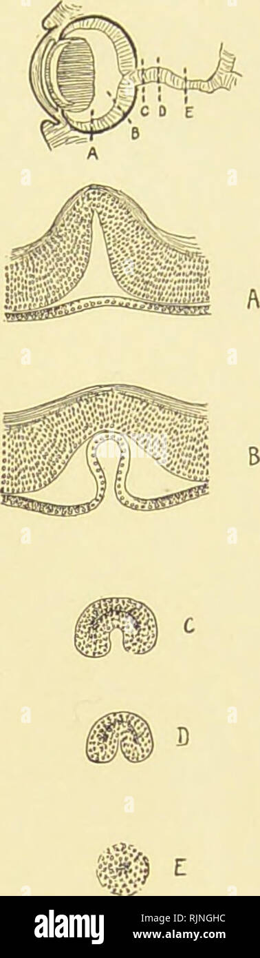 . An outline of the embryology of the eye [electronic resource] : with ...