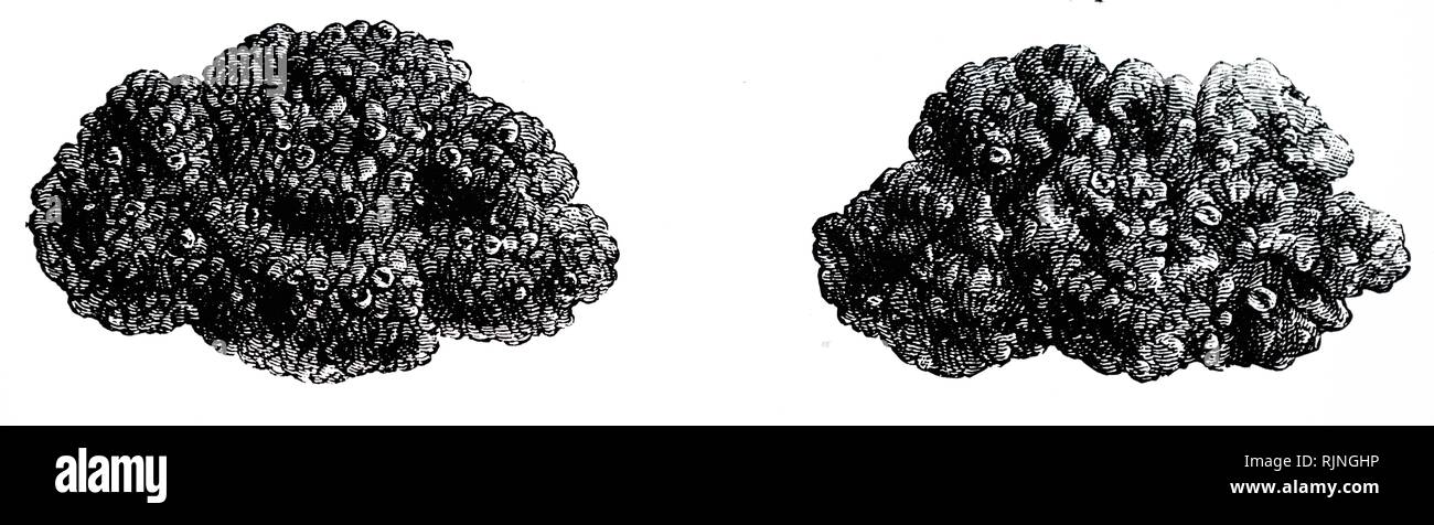 An engraving depicting Manna: edible lichen Lecanora esculenta of Asia ...
