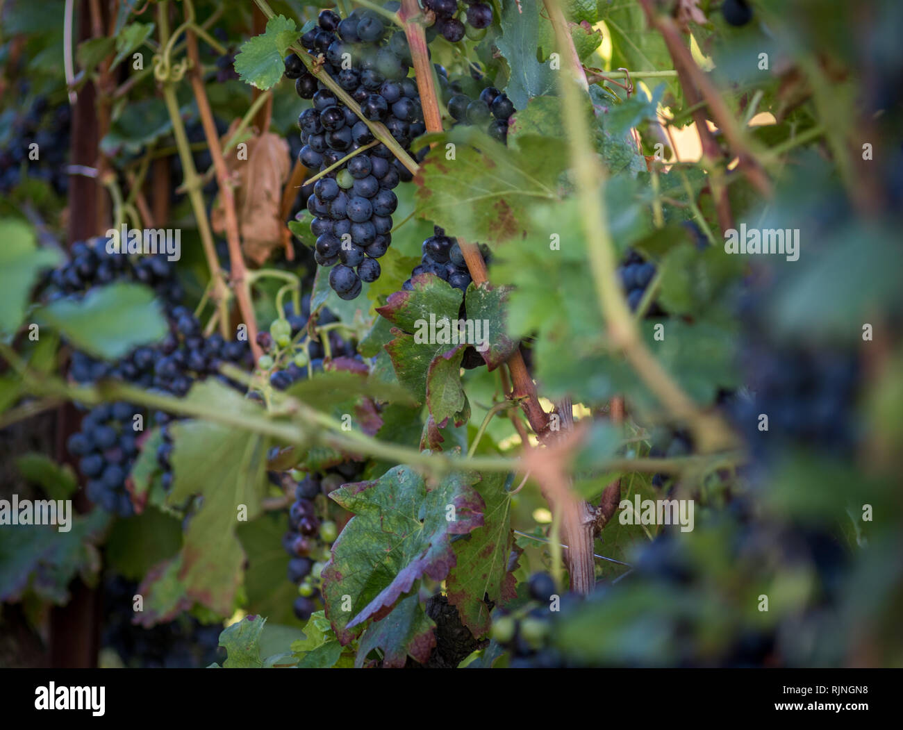 Red grapevine hi-res stock photography and images - Alamy