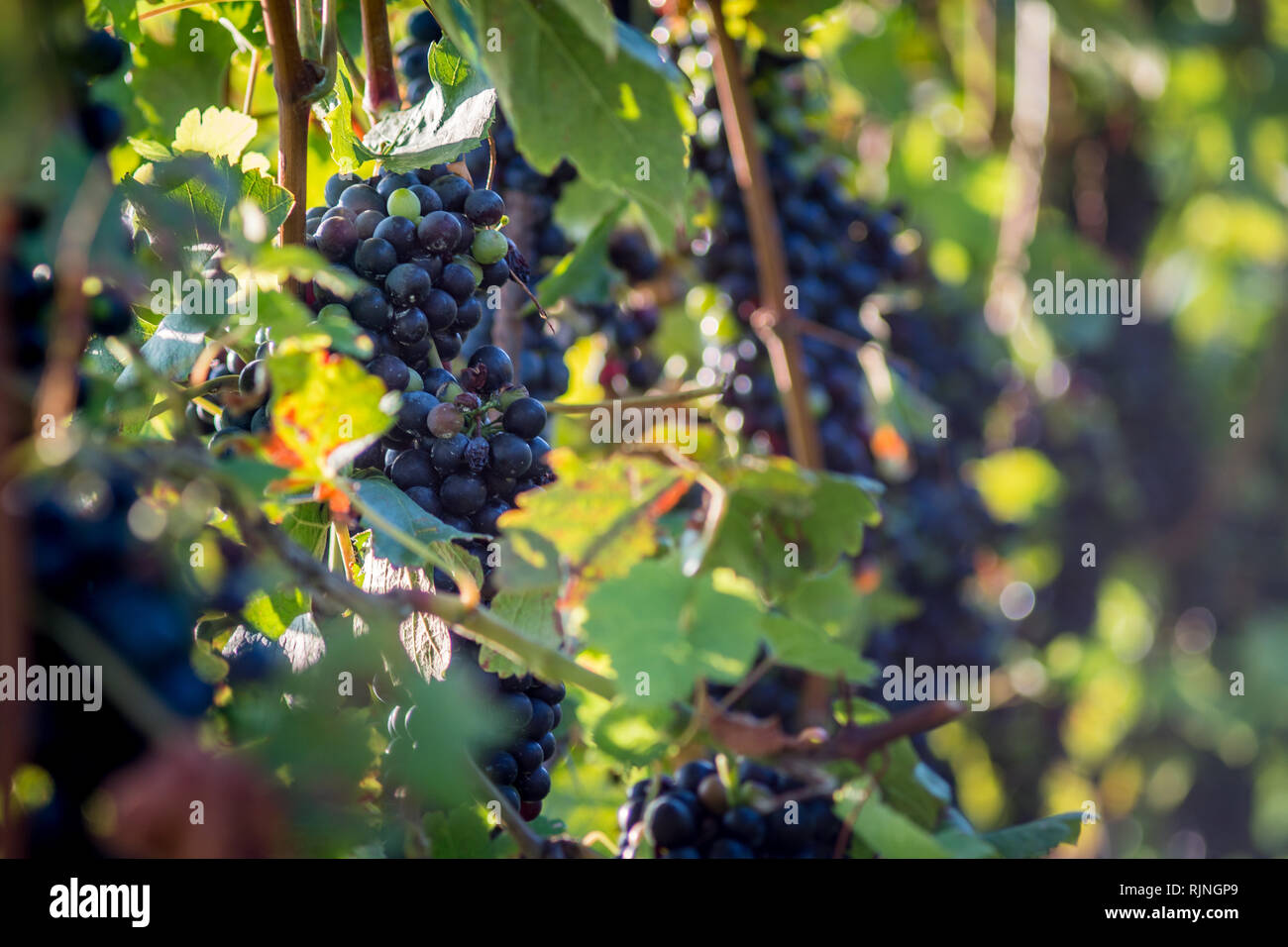 Red grapevine on tree with branches and leaves of agriculture vineyard ...