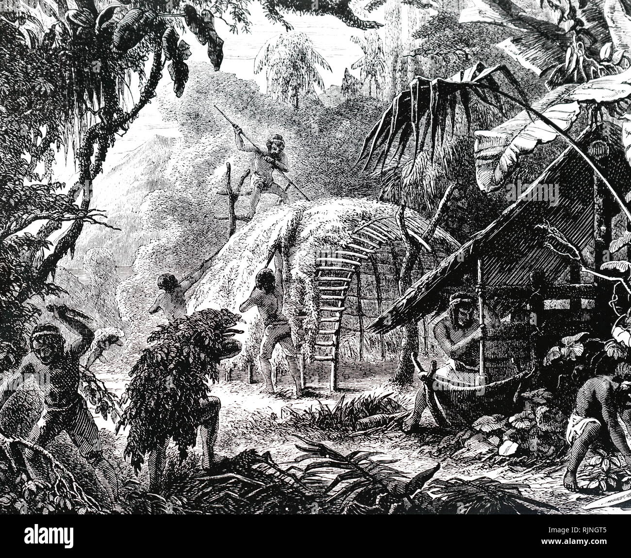 Paraguay tea ilex paraguariensis hi-res stock photography and images ...