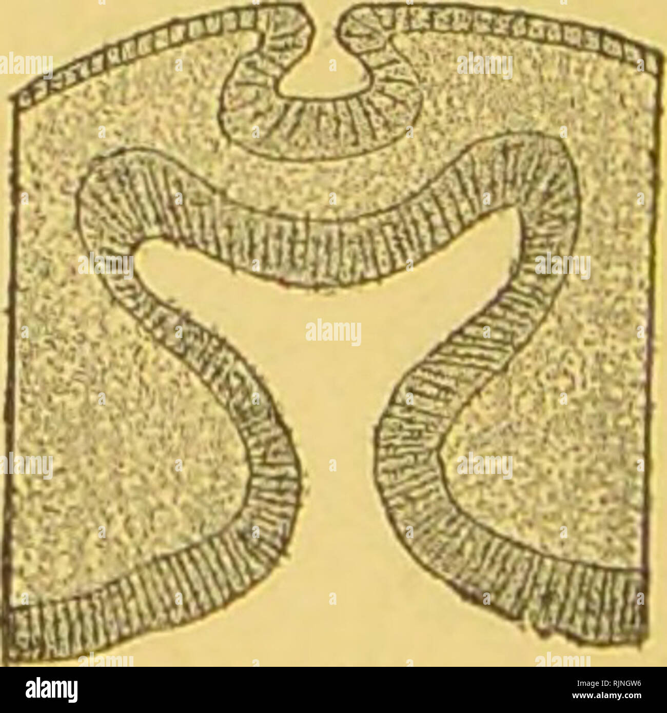 . An outline of the embryology of the eye [electronic resource] : with ...