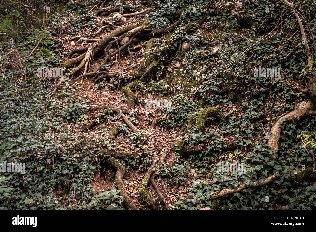 Whole tree and roots hi-res stock photography and images - Alamy