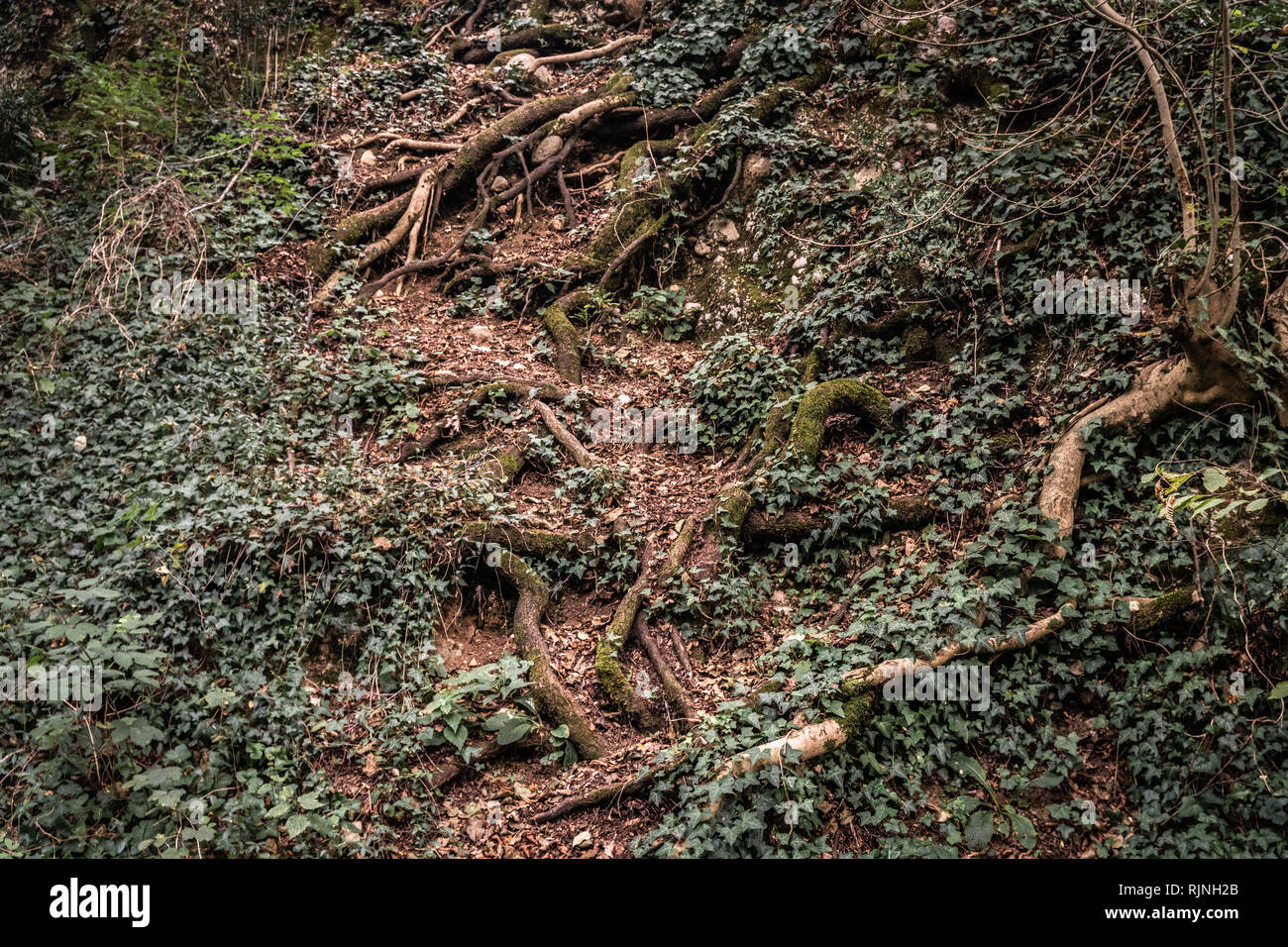 Whole tree and roots hi-res stock photography and images - Alamy