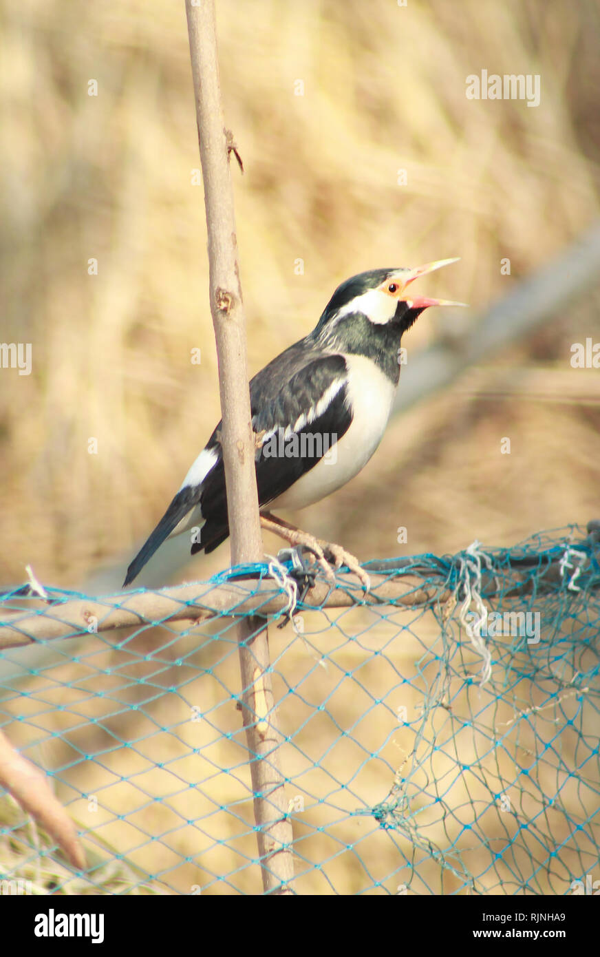 small bird sitting alone Stock Photo - Alamy