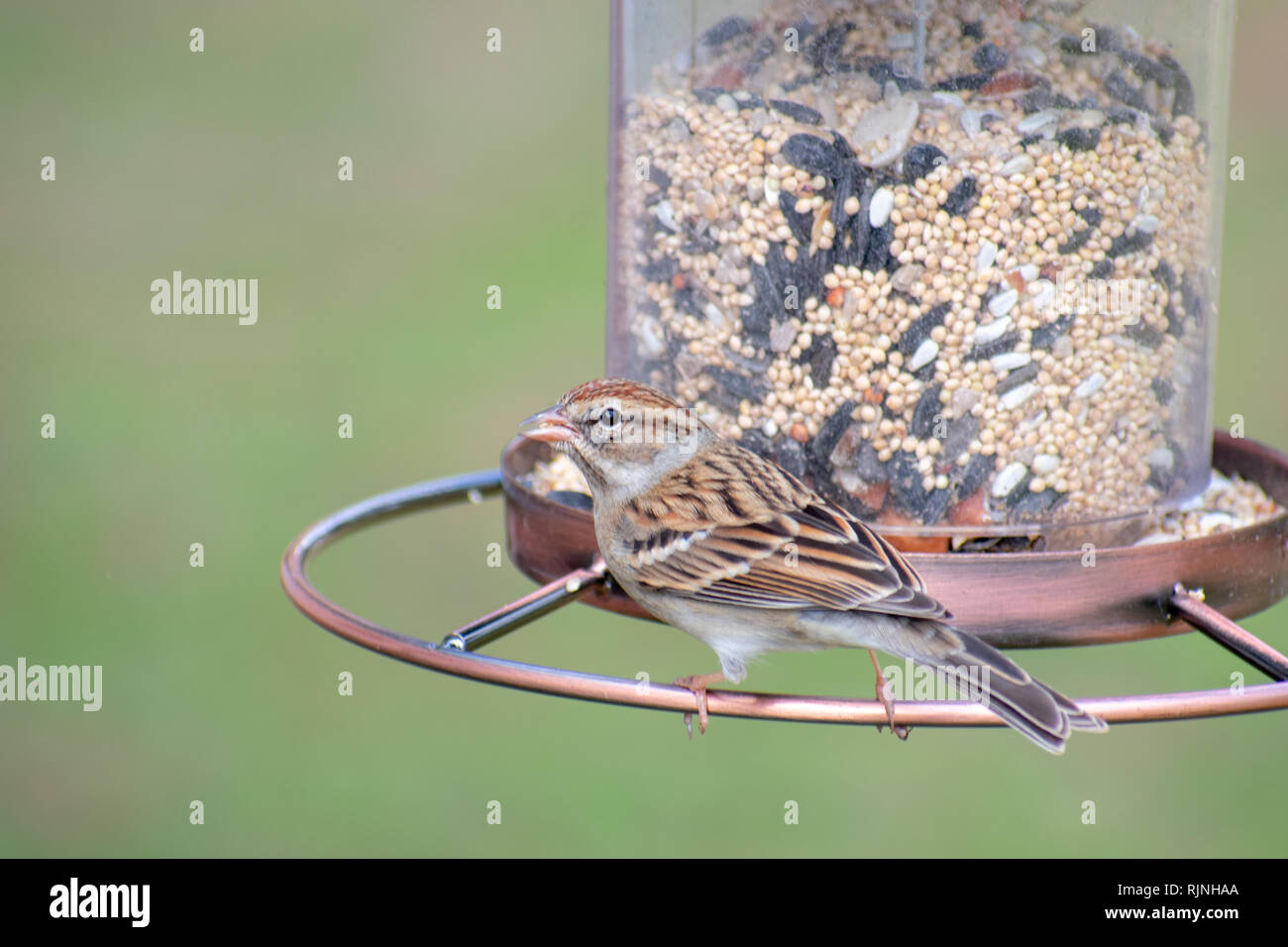 Finches of north america hi-res stock photography and images - Alamy