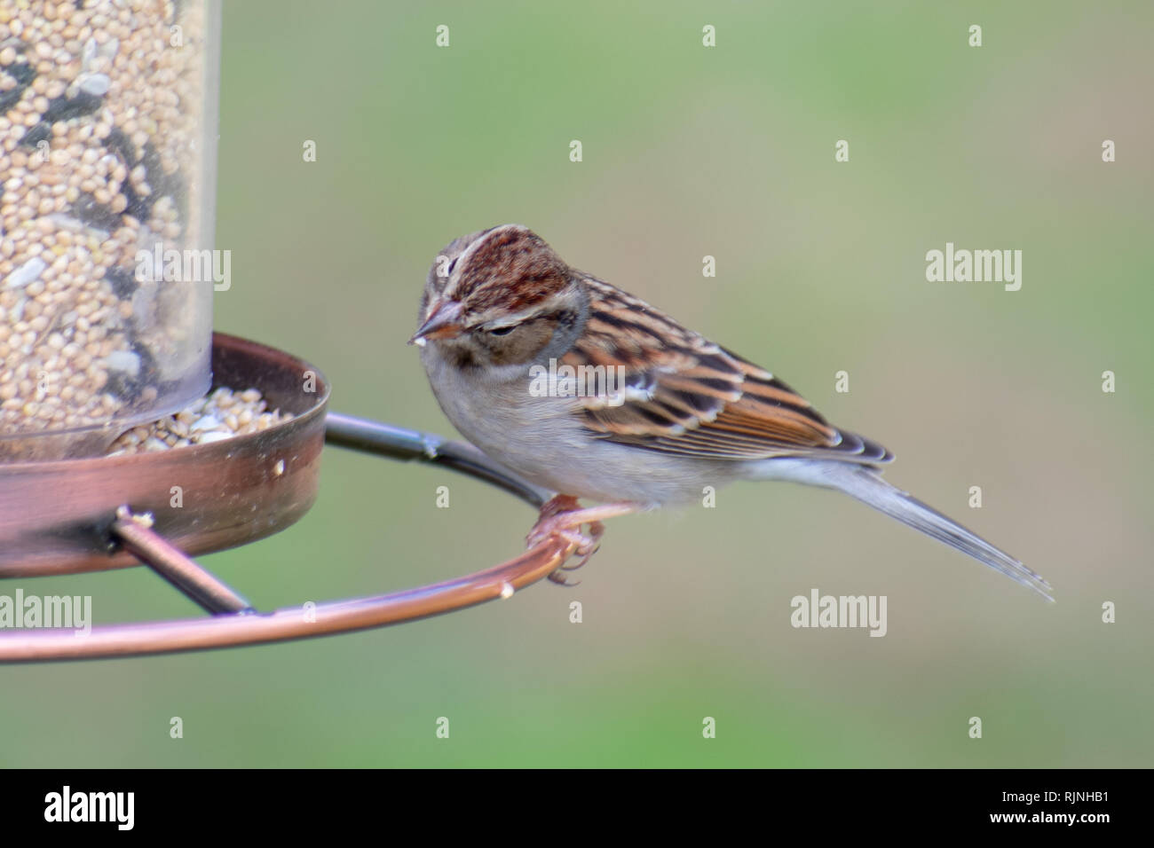 Finches of north america hi-res stock photography and images - Alamy