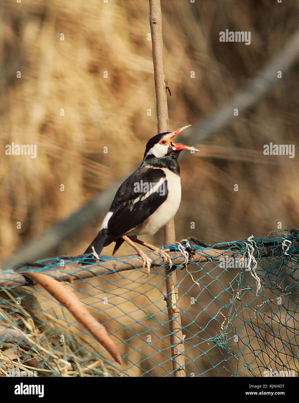 small bird sitting on a bamboo wood Stock Photo - Alamy