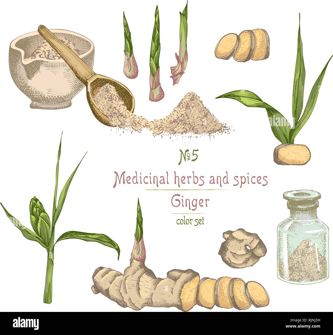 Ginger Flower Anatomy