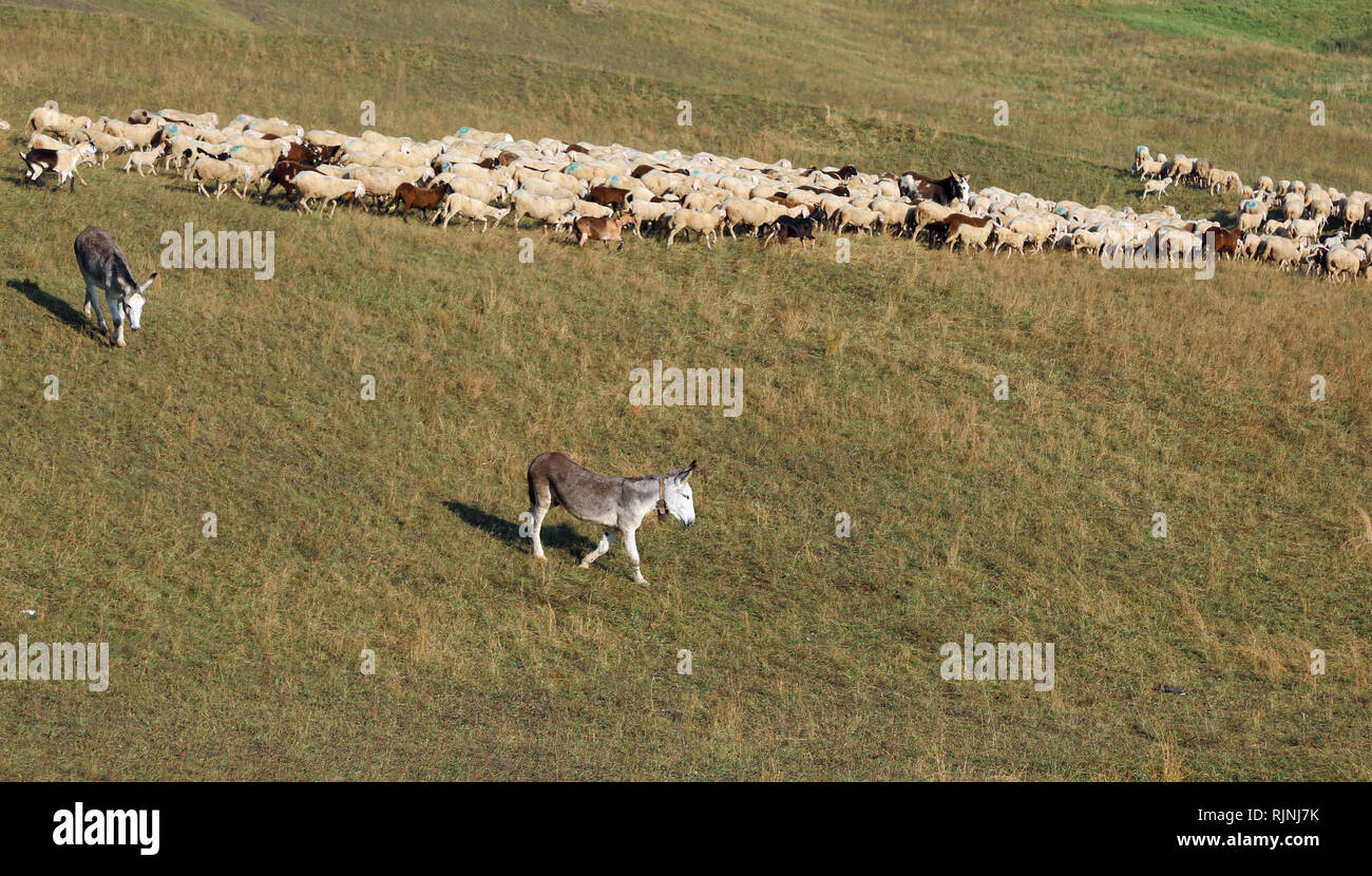 two donkeys and a large flock of sheep and goats grazing in the mountains Stock Photo - Alamy