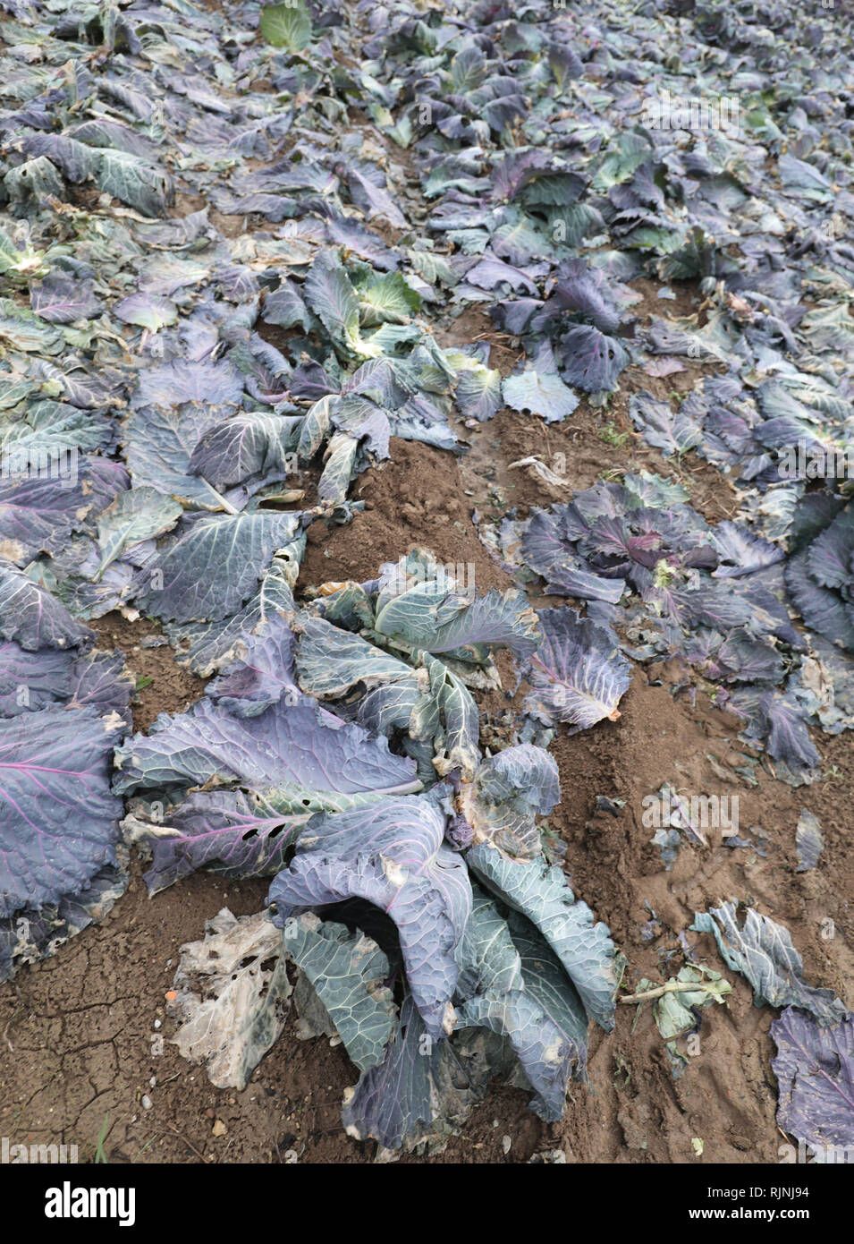 rotten cabbage leaves after harvest of vegetable in the field in winter ...