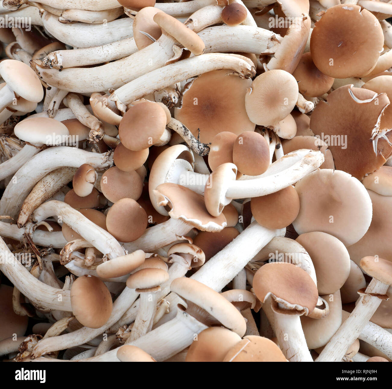 background of edible mushrooms called Cyclocybe aegerita also called ...