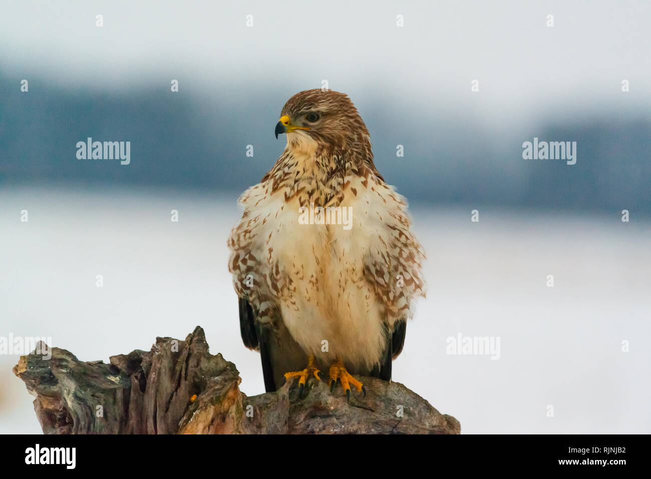 Buzzard Feathers High Resolution Stock Photography and Images - Alamy