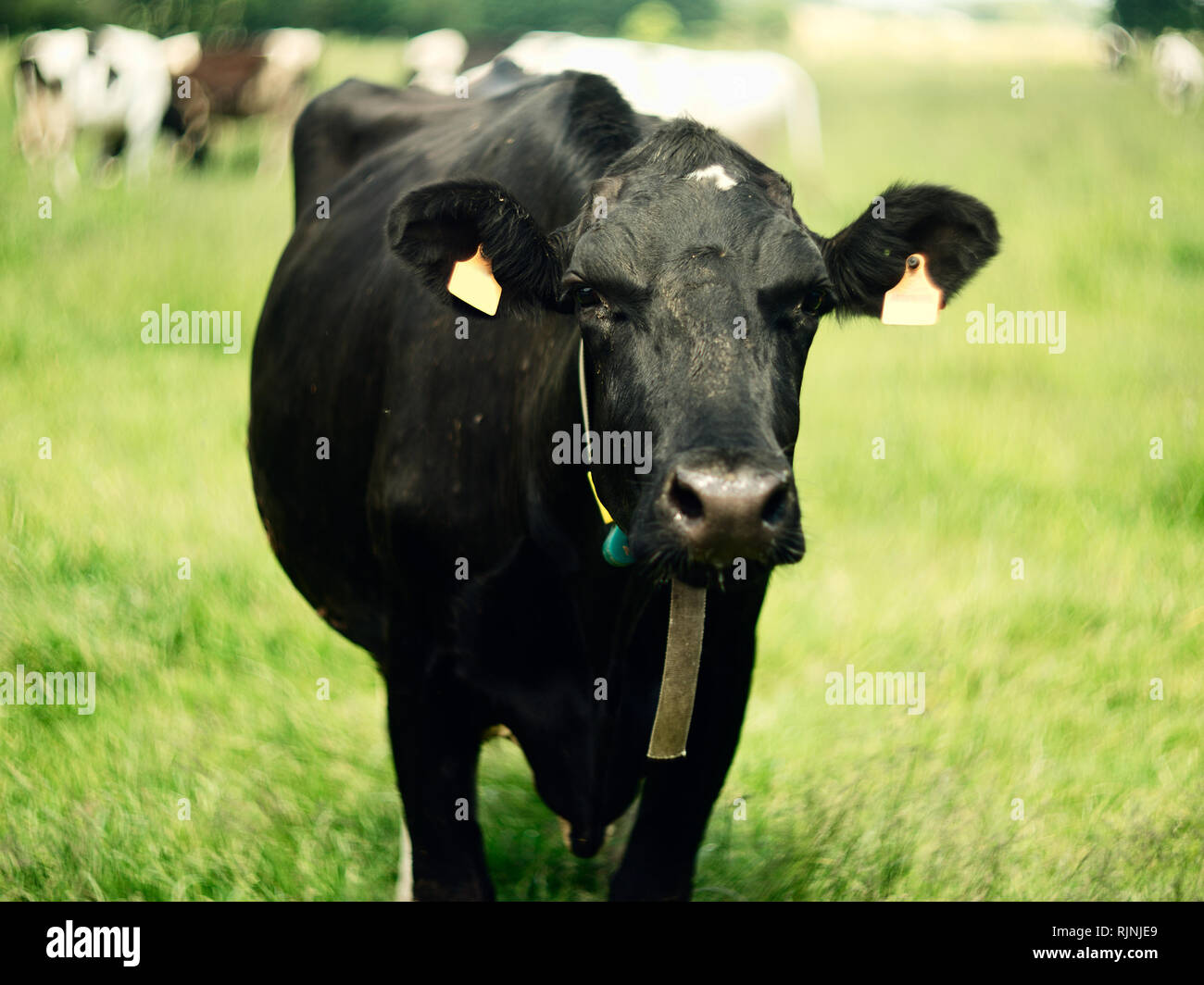 Biting black flies hi-res stock photography and images - Alamy