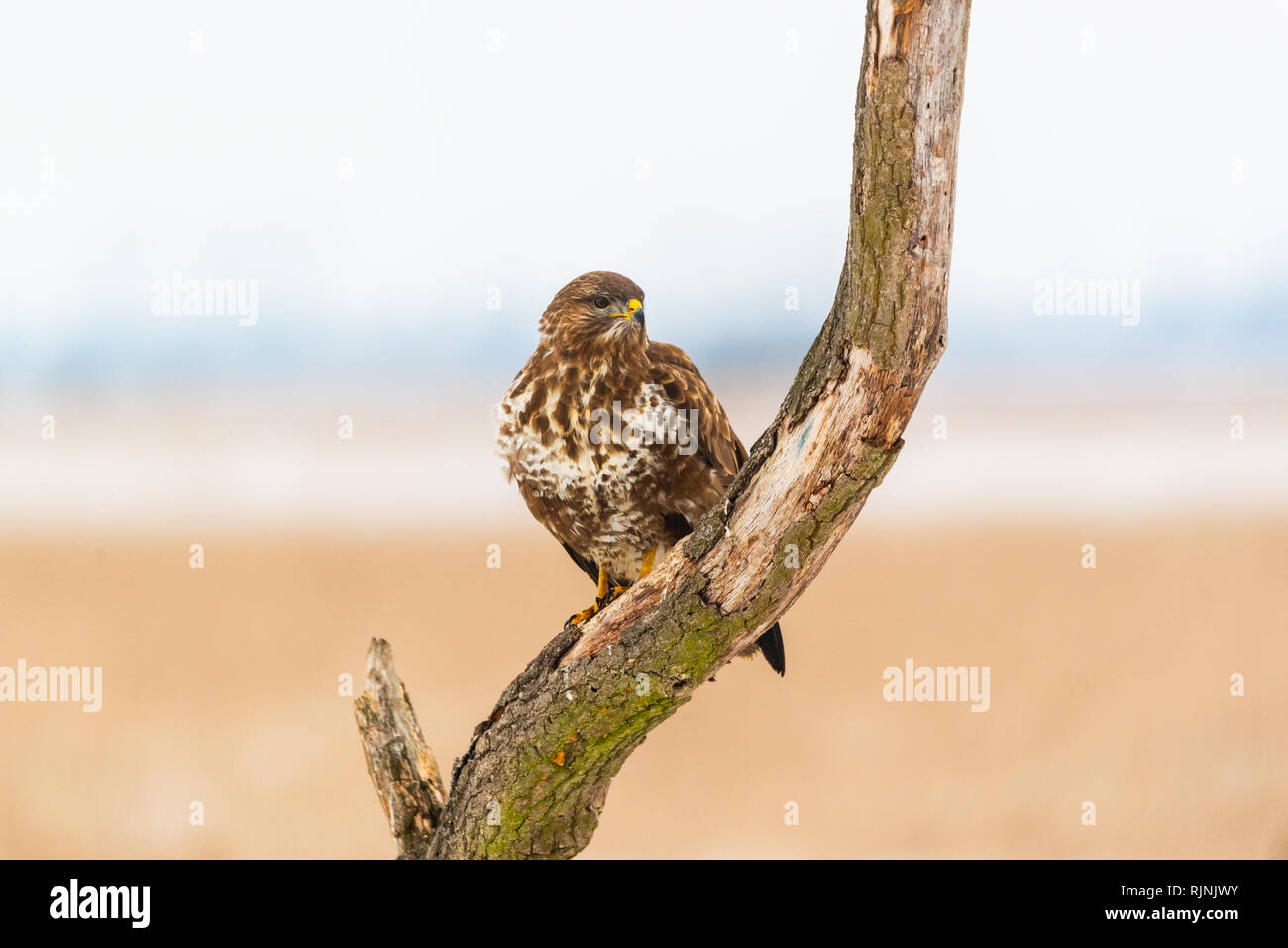 Buzzard Feathers High Resolution Stock Photography and Images - Alamy