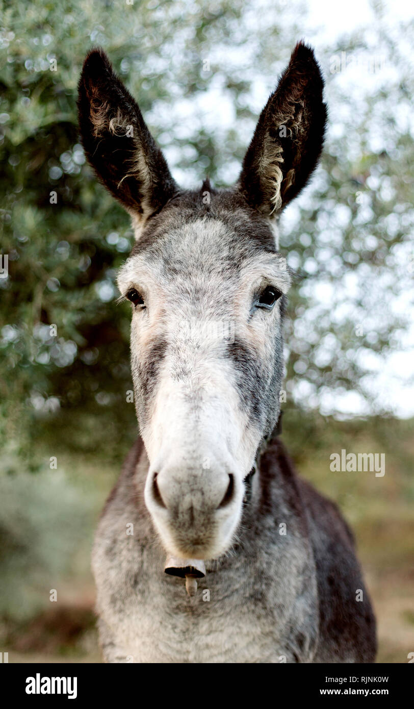 Funny portrait of a grey donkey looking at camera Stock Photo - Alamy