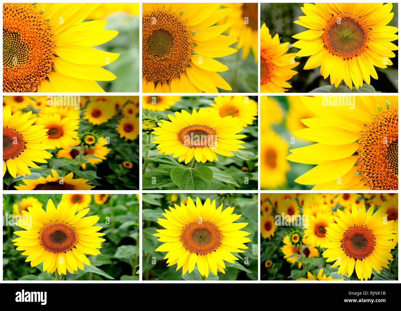 Blooming sequence hi-res stock photography and images - Alamy