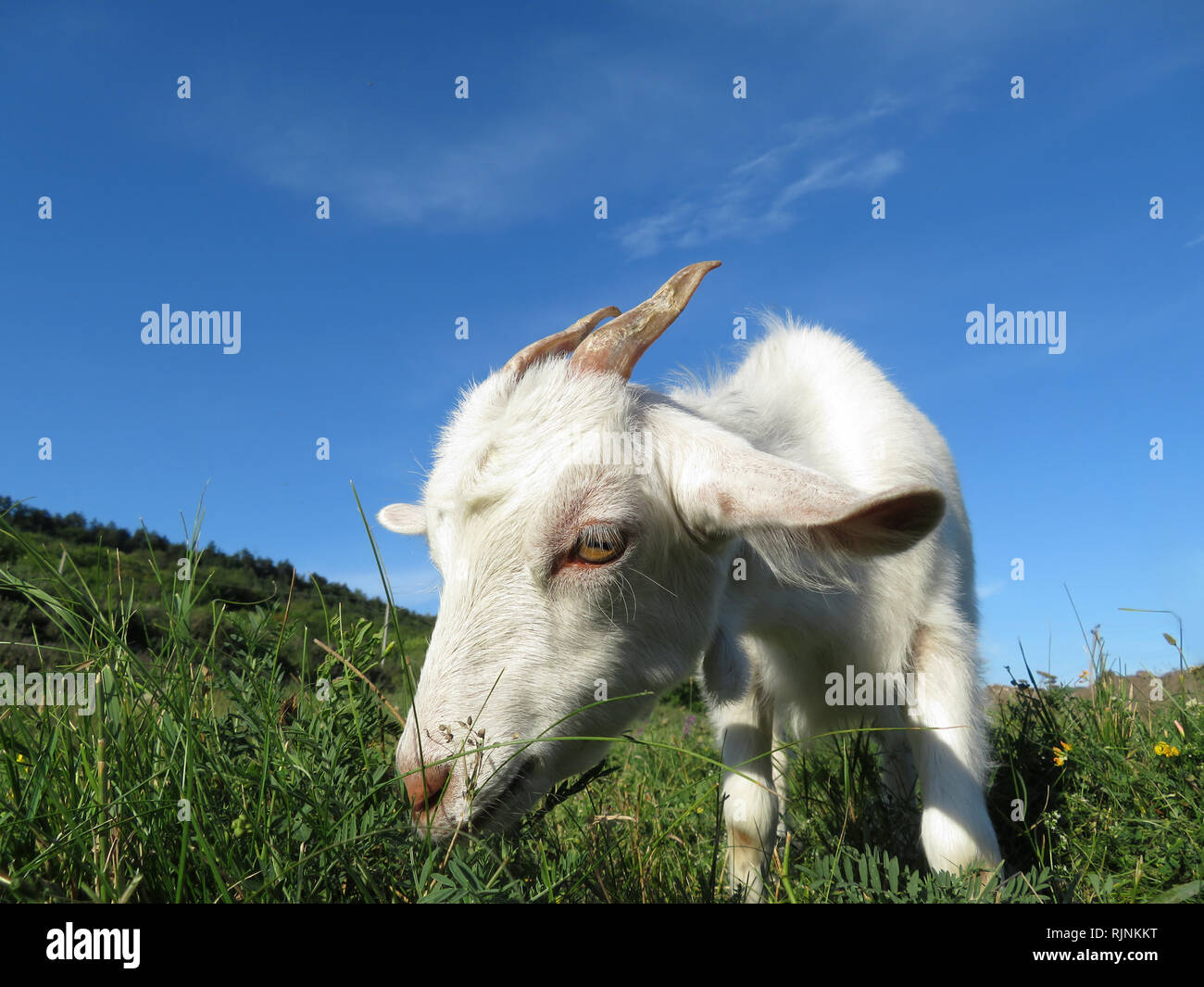 White goat eating grass in a green meadow. Beautiful kid goat on a ...
