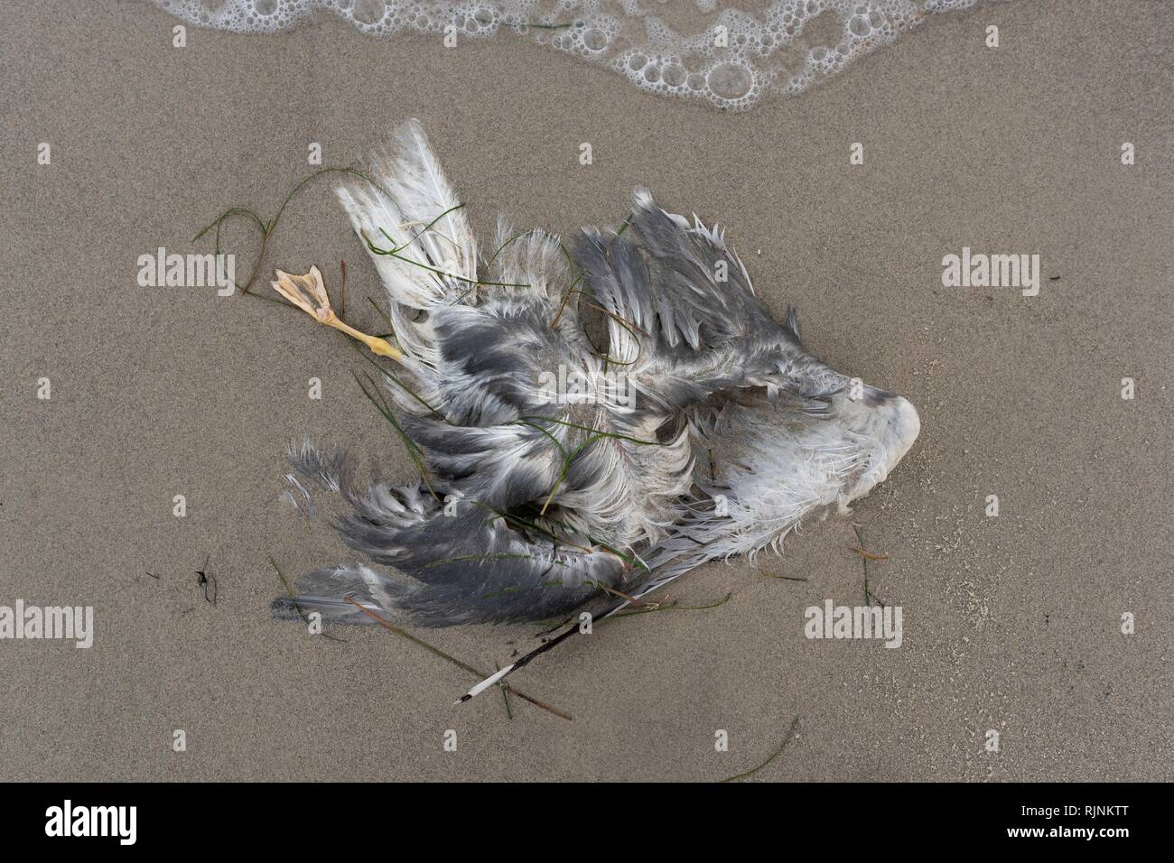 Bird died on the beach Stock Photo - Alamy