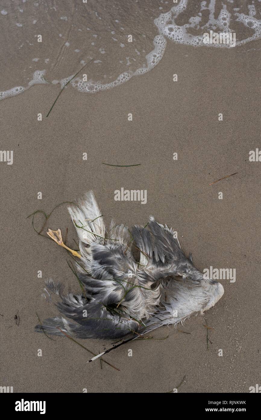 Bird died on the beach Stock Photo - Alamy