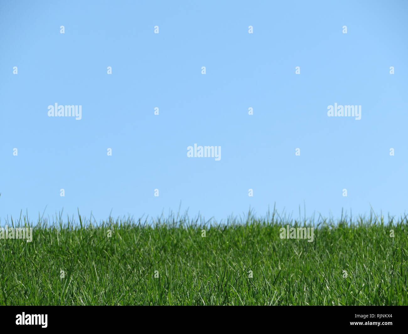Green grass and clear blue sky. Ecological background with free copy ...