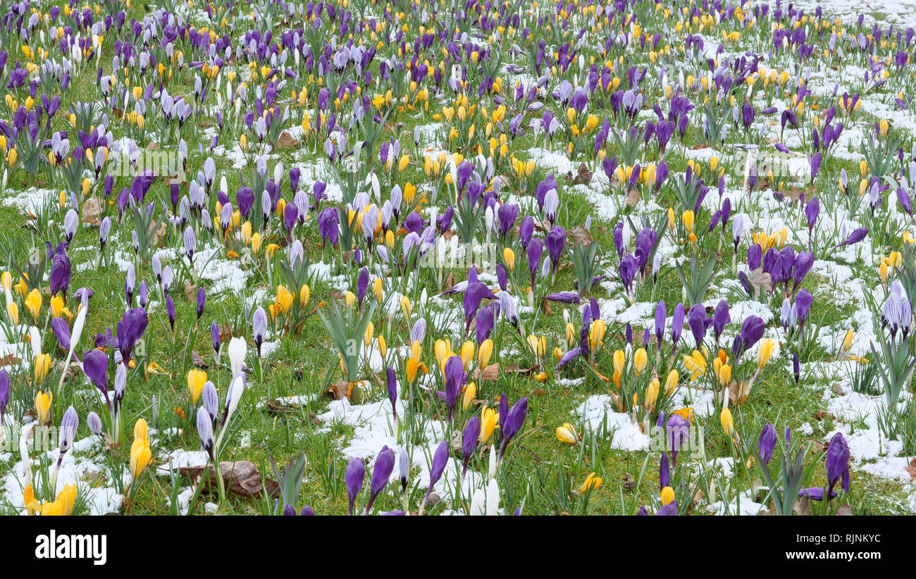 Mixed large flowering crocus hi-res stock photography and images - Alamy