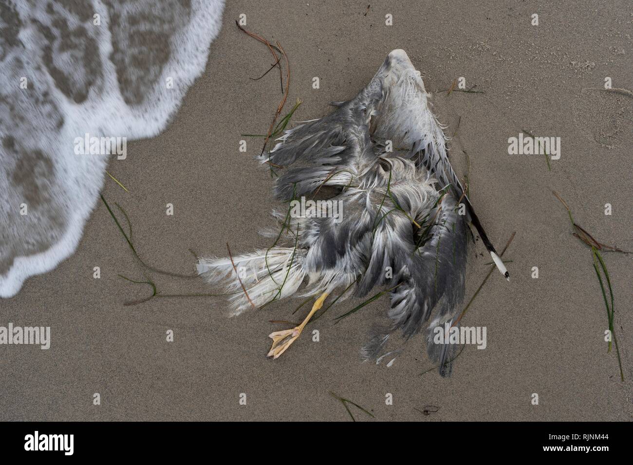 Bird died on the beach Stock Photo - Alamy