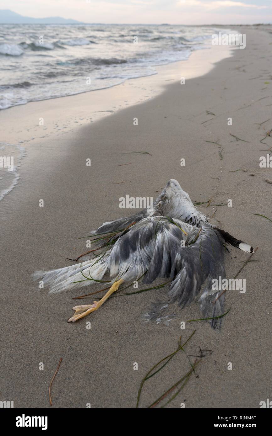 Bird died on the beach Stock Photo - Alamy