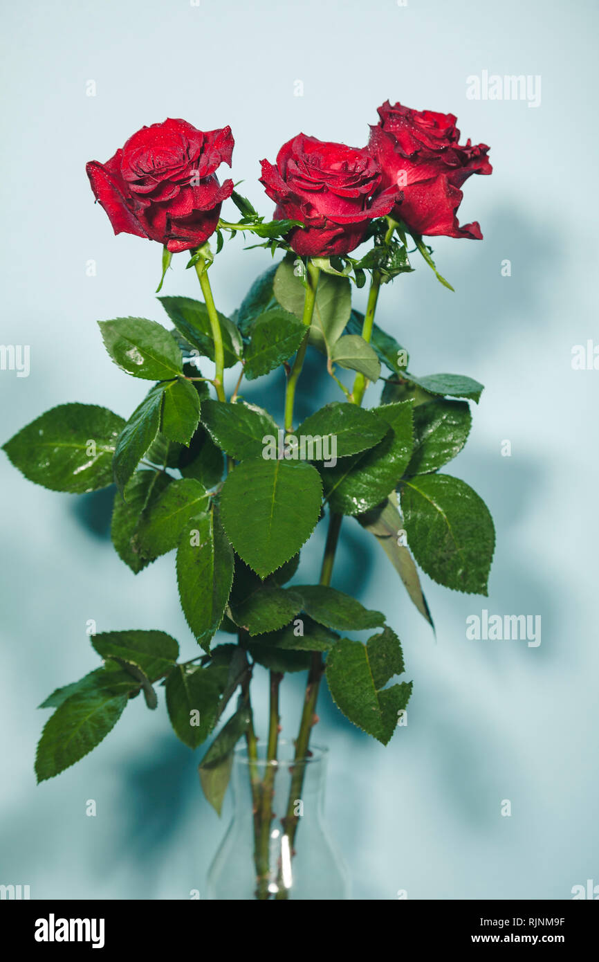 Fully opened red roses with water drops colourful background Stock ...
