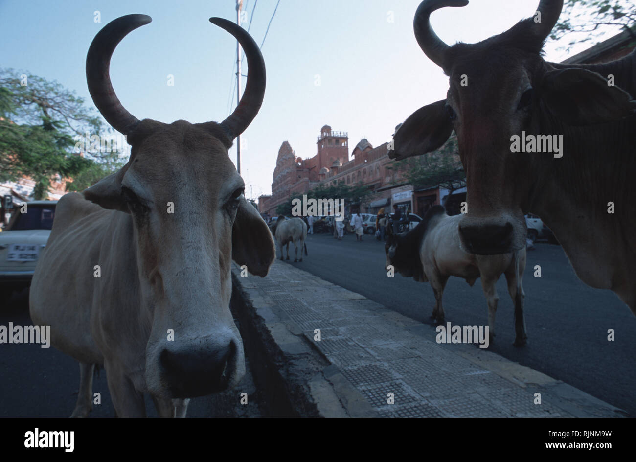 The cows are out hi-res stock photography and images - Alamy