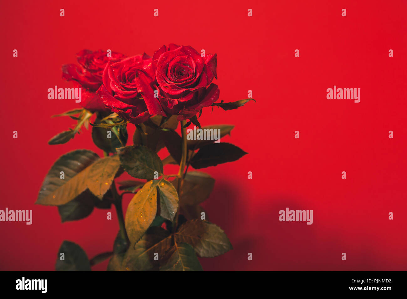 Fully opened red roses with water drops colourful background Stock ...