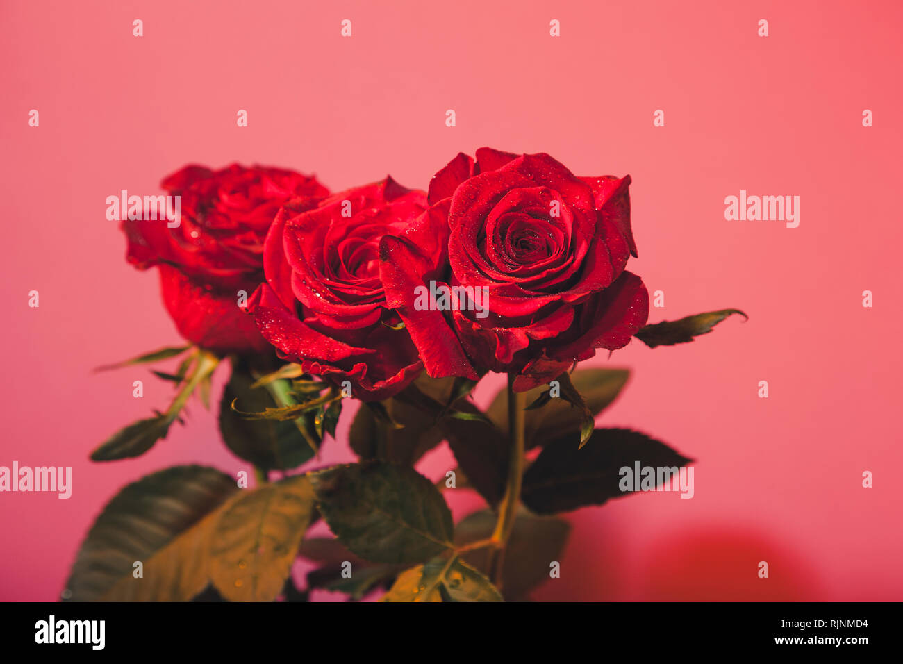 Fully opened red roses with water drops colourful background Stock ...