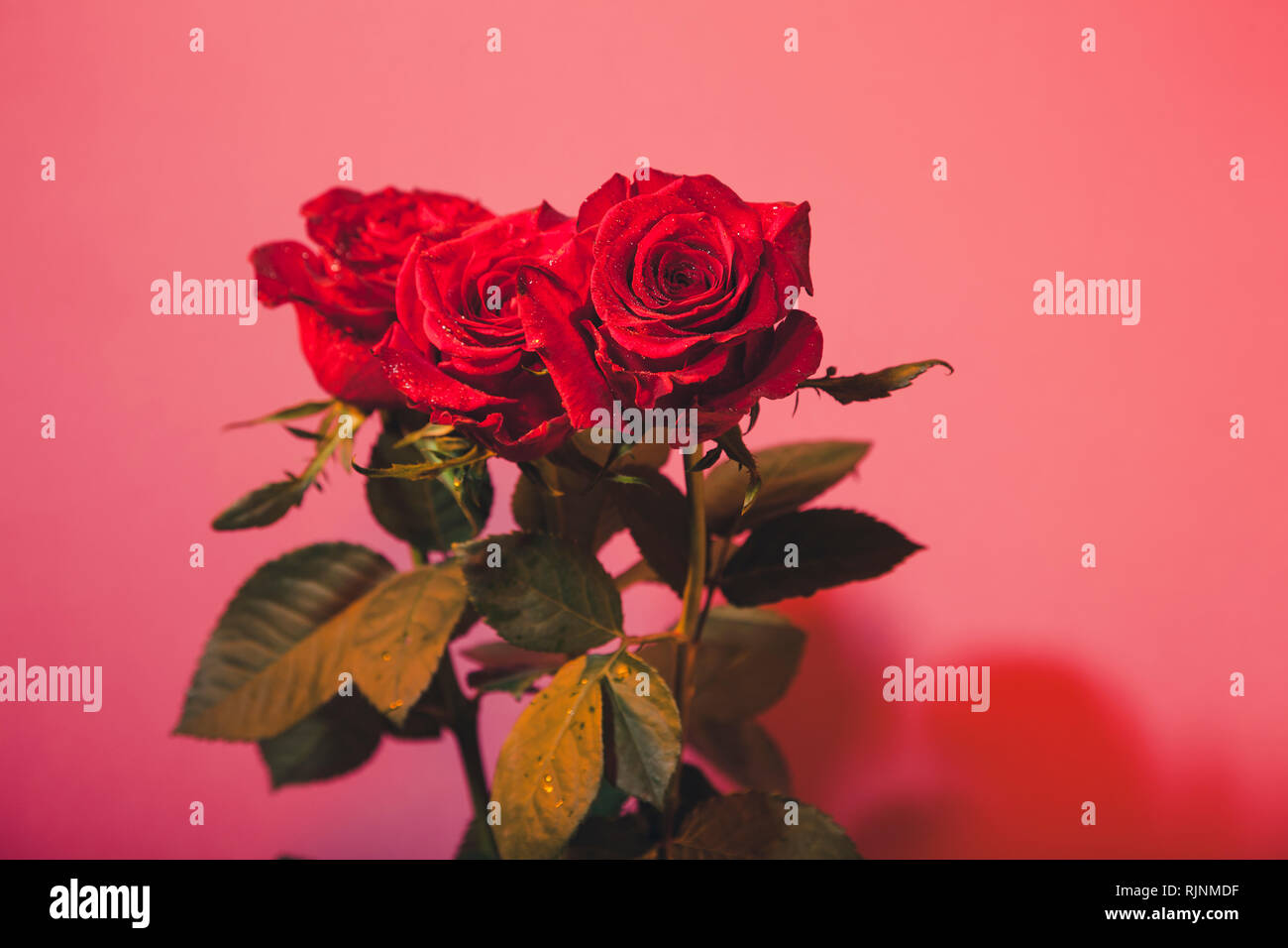 Fully opened red roses with water drops colourful background Stock ...