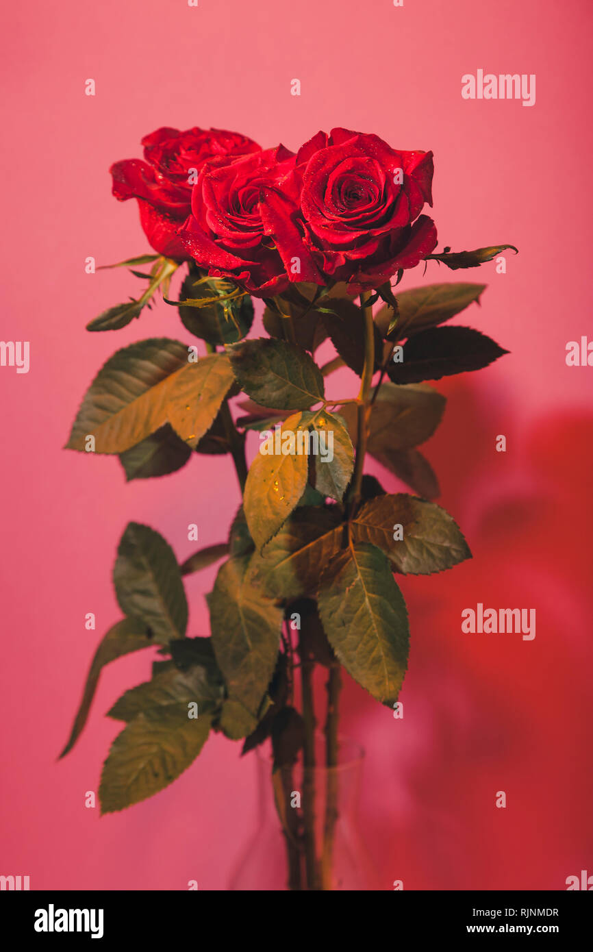 Fully opened red roses with water drops colourful background Stock ...