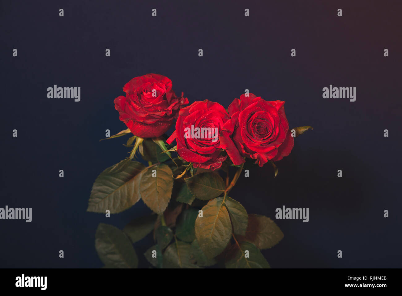 Fully opened red roses with water drops colourful background Stock ...