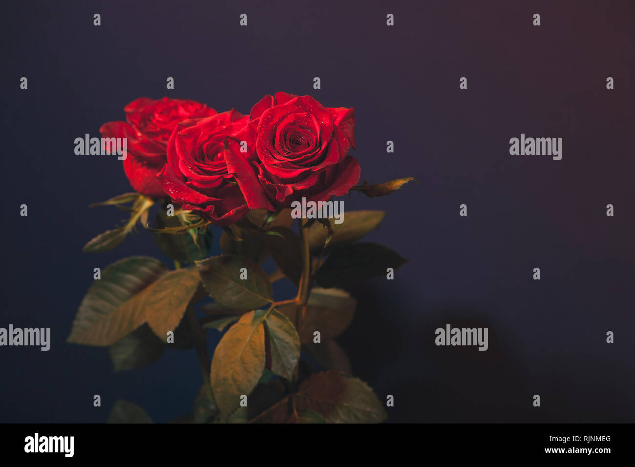 Fully opened red roses with water drops colourful background Stock ...