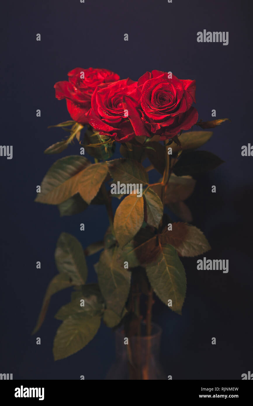 Fully opened red roses with water drops colourful background Stock ...