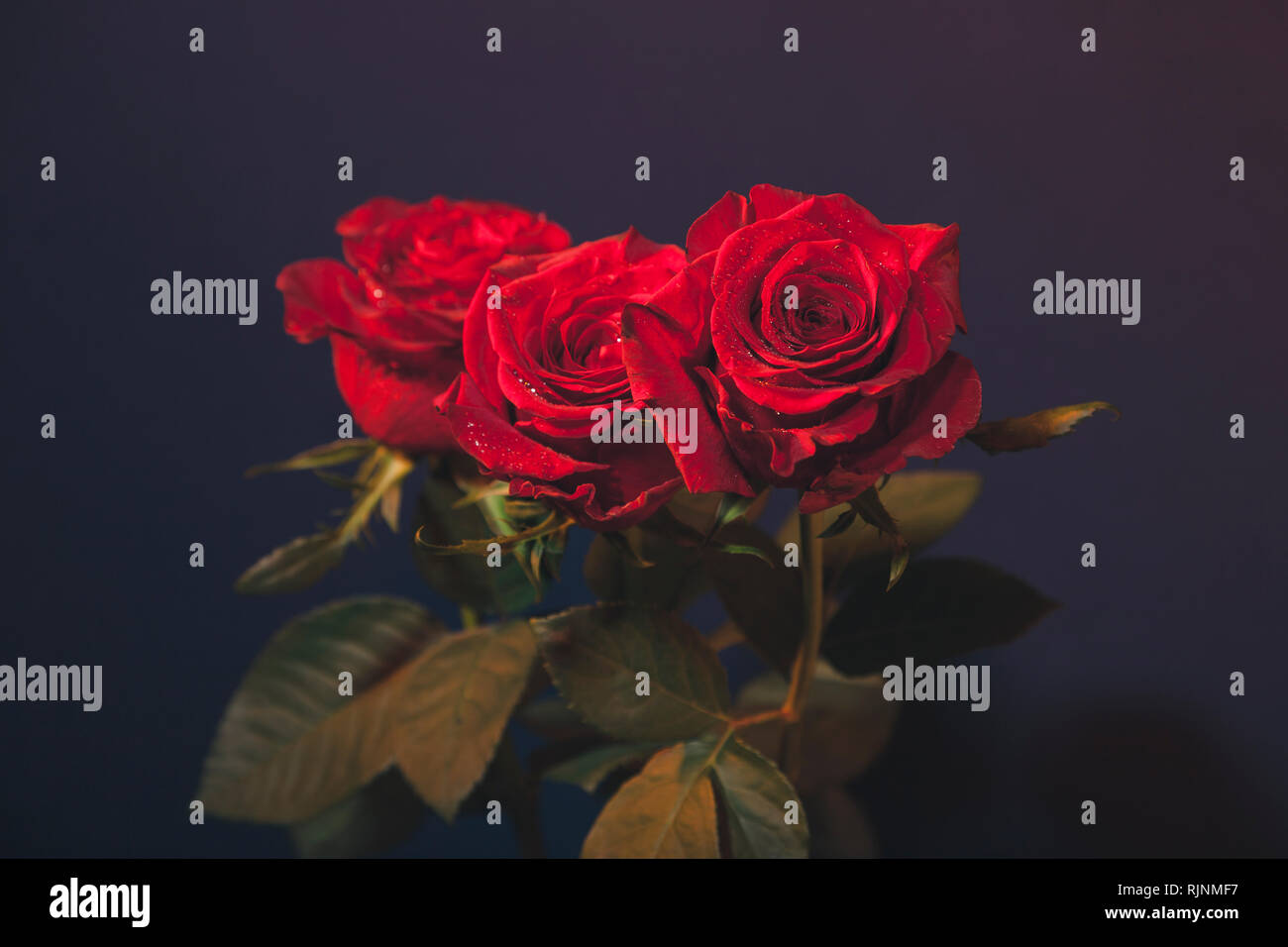 Fully opened red roses with water drops colourful background Stock ...