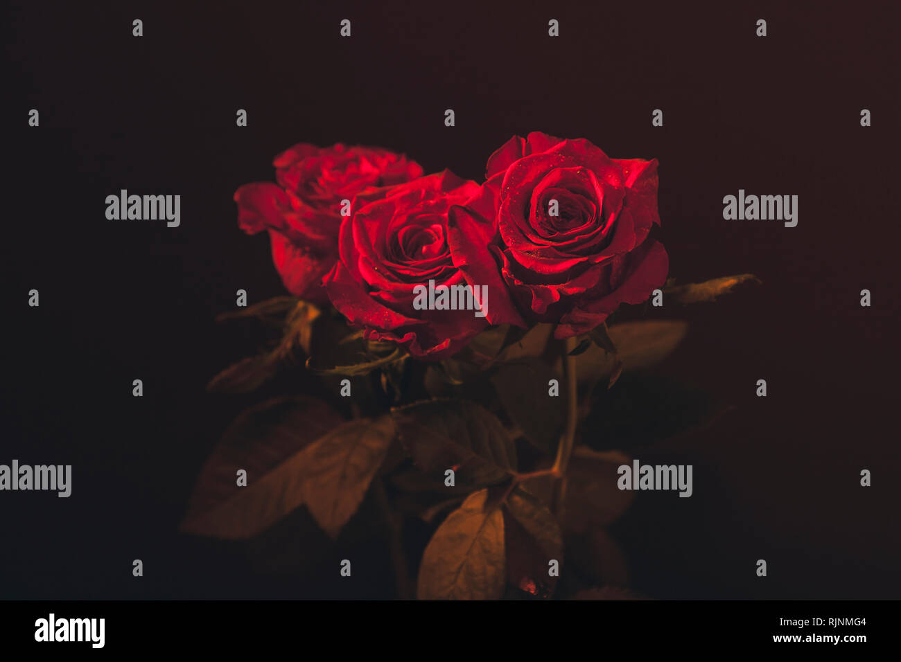 Fully opened red roses with water drops colourful background Stock ...