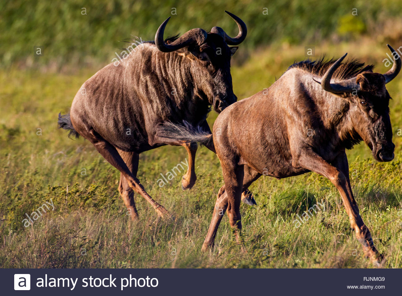 Gnoe Stock Photos & Gnoe Stock Images - Alamy