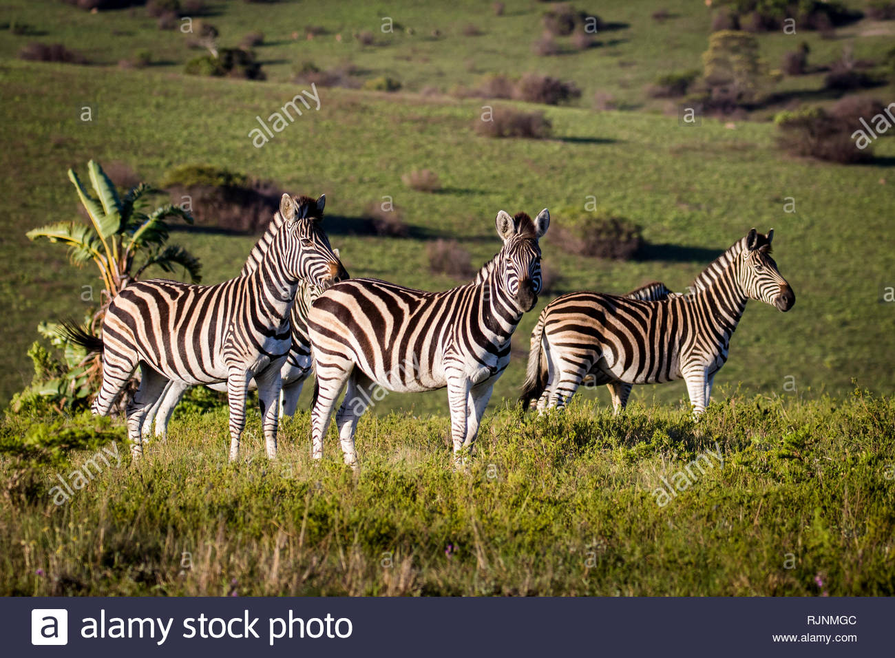 Buffalo City High Resolution Stock Photography and Images - Alamy