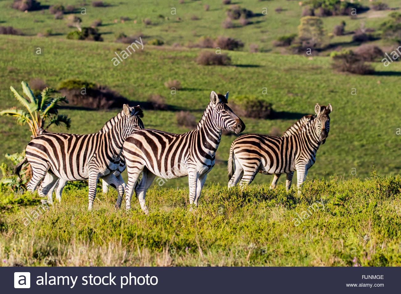 Buffalo City High Resolution Stock Photography and Images - Alamy