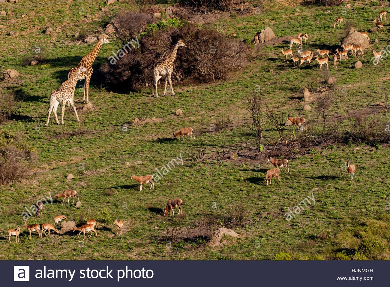 Blesbuck High Resolution Stock Photography and Images - Alamy