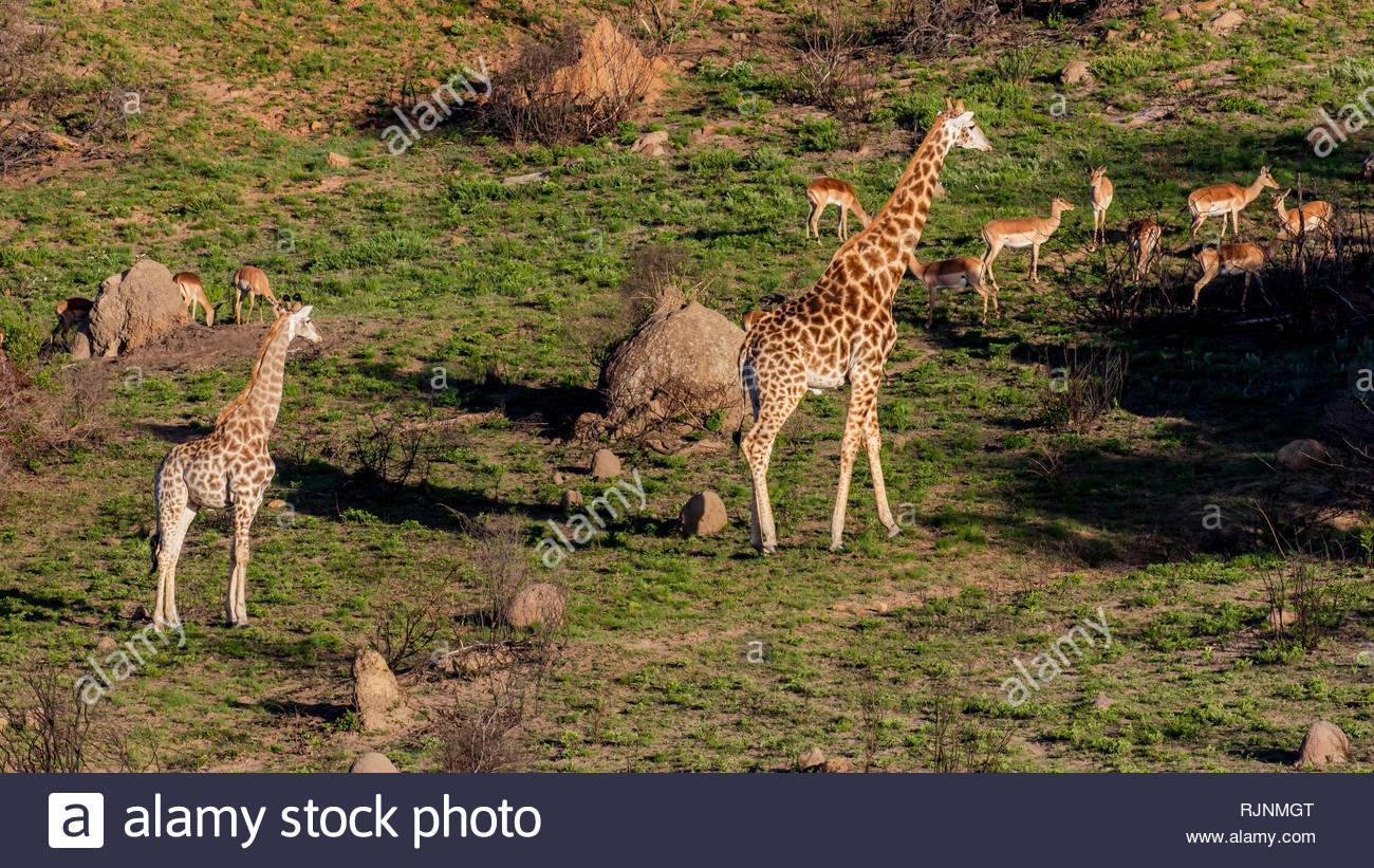 Blesbuck High Resolution Stock Photography and Images - Alamy