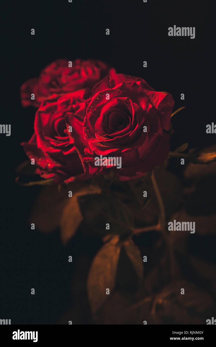 Fully opened red roses with water drops colourful background Stock ...